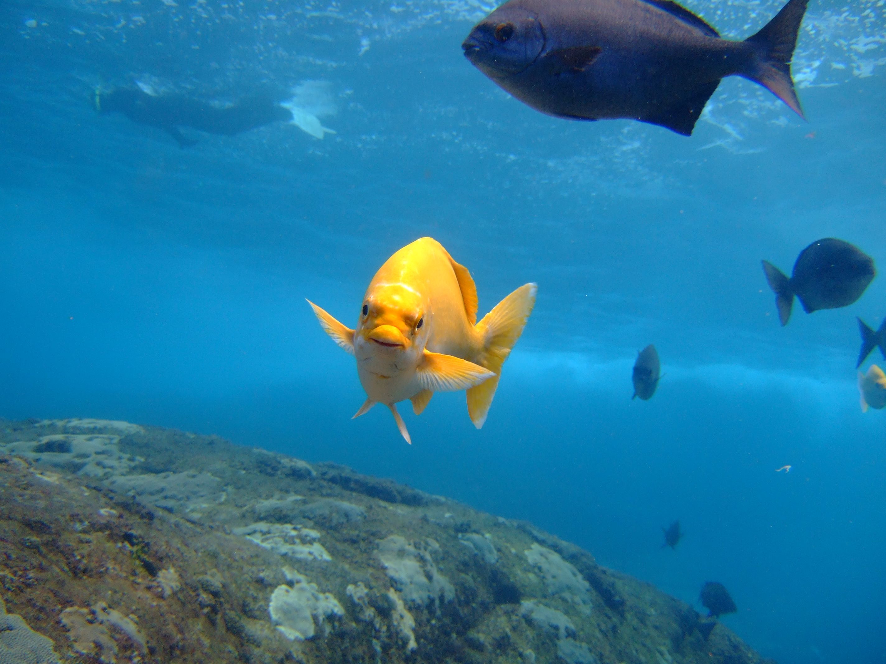 Need for ocean management overhaul | WWF-New Zealand