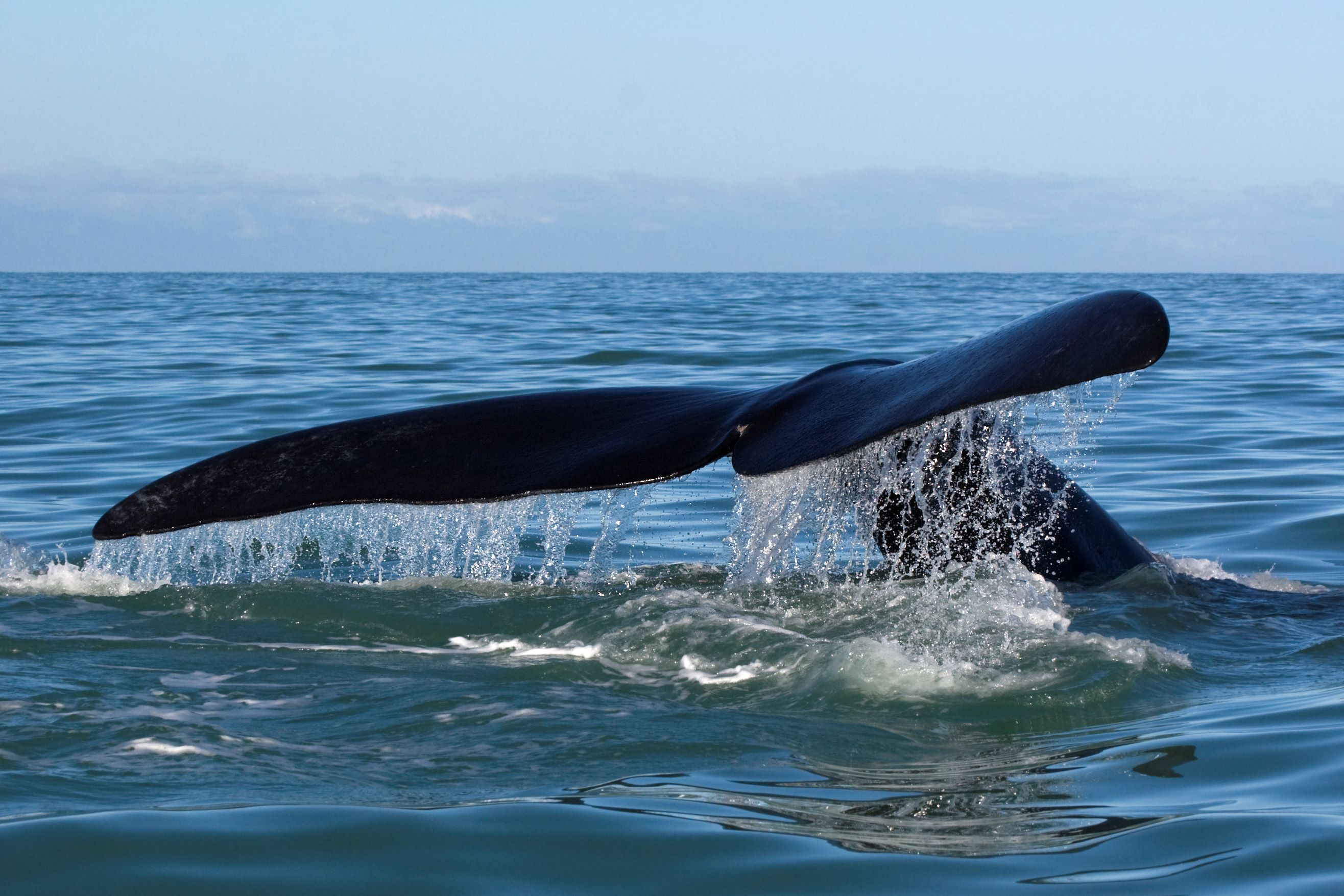 Landmark High Seas Treaty agreed | WWF-New Zealand
