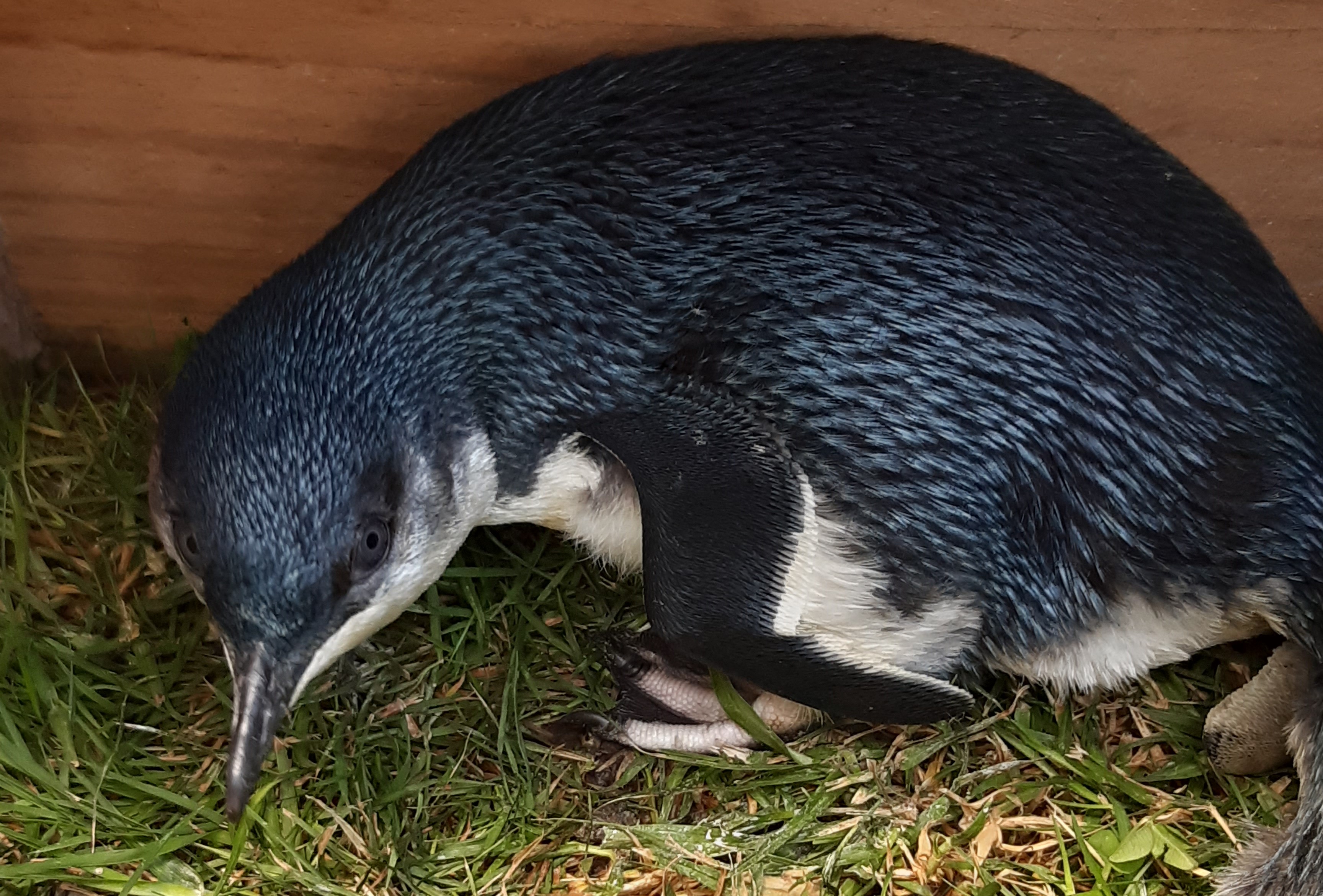 Rena’s legacy: Looking after our little penguins | WWF-New Zealand