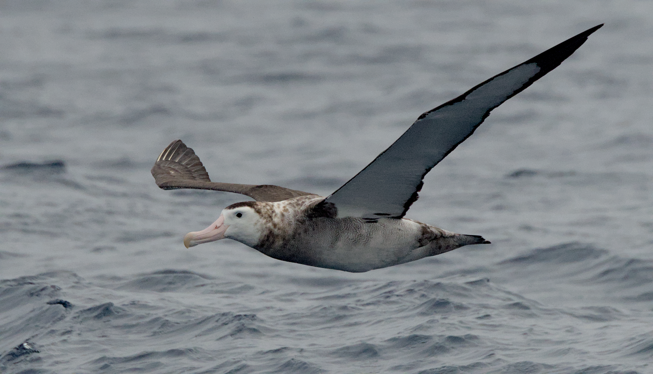 At the edge of the world tracking a seabird on the brink | WWF-New Zealand