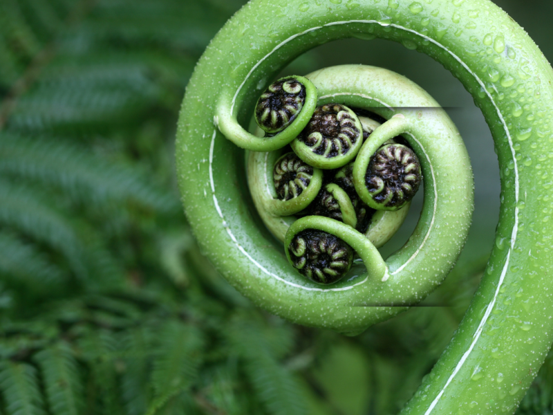 Tackling nature-loss | WWF-New Zealand