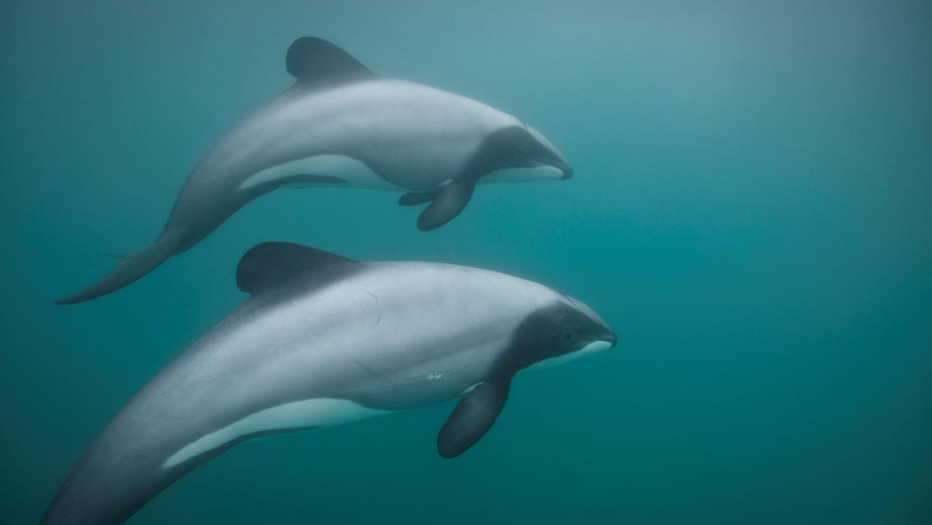 More about Māui and Hector’s dolphins | WWF-New Zealand