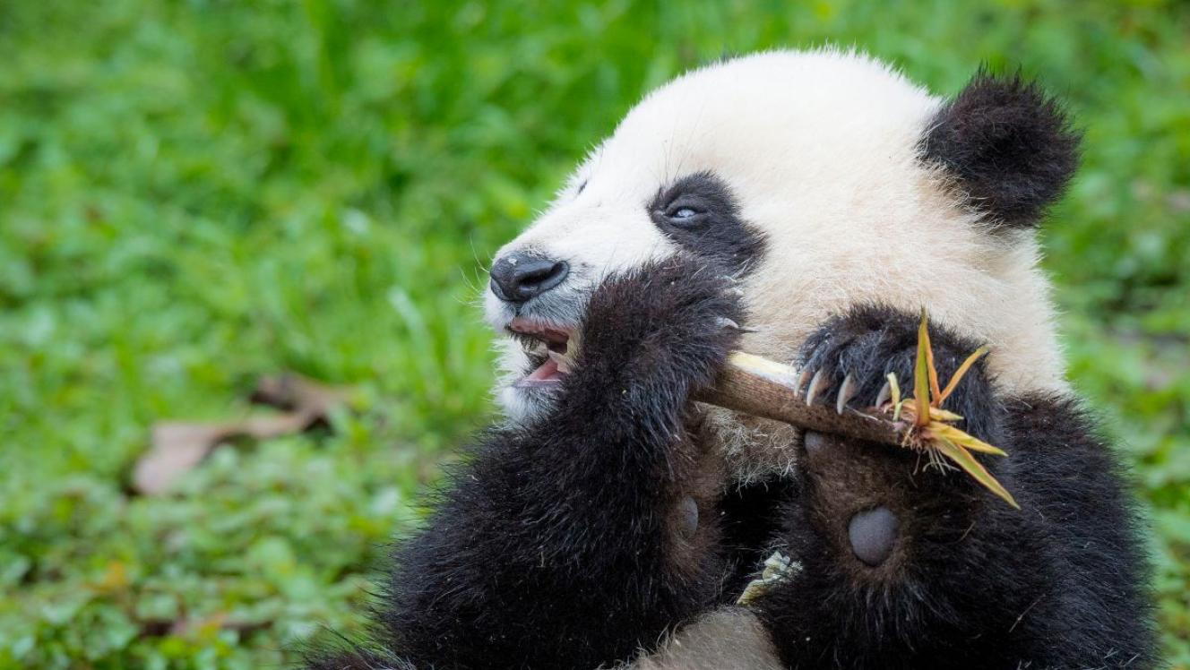 10 Facts about the Giant Panda | WWF-New Zealand